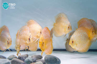 Golden Leopard Snake | | T&D Sunpin Discus - Professional discus farm ...