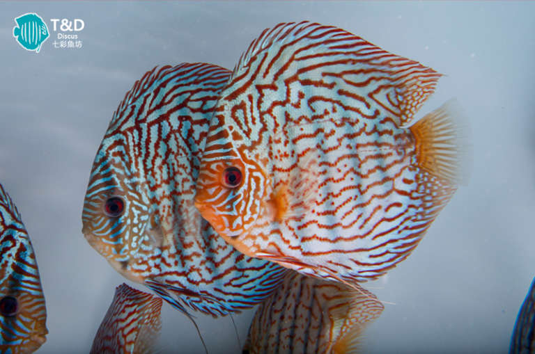 Galaxy Turquoise | | T&D Sunpin Discus - Professional discus farm (Taiwan)
