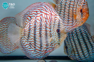 Galaxy Turquoise | | T&D Sunpin Discus - Professional discus farm (Taiwan)