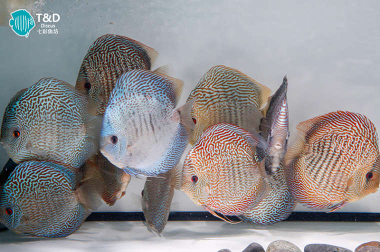 Red Spider Snake | | T&D Sunpin Discus - Professional discus farm (Taiwan)